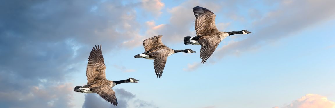 Five Lessons a Team Can Learn from Geese